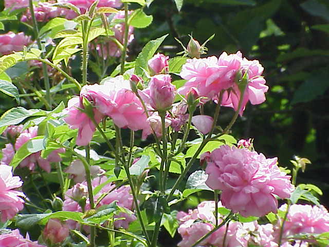 Rose, bois de Rhodes, huile essentielle rose, eau distillée de rose ...
